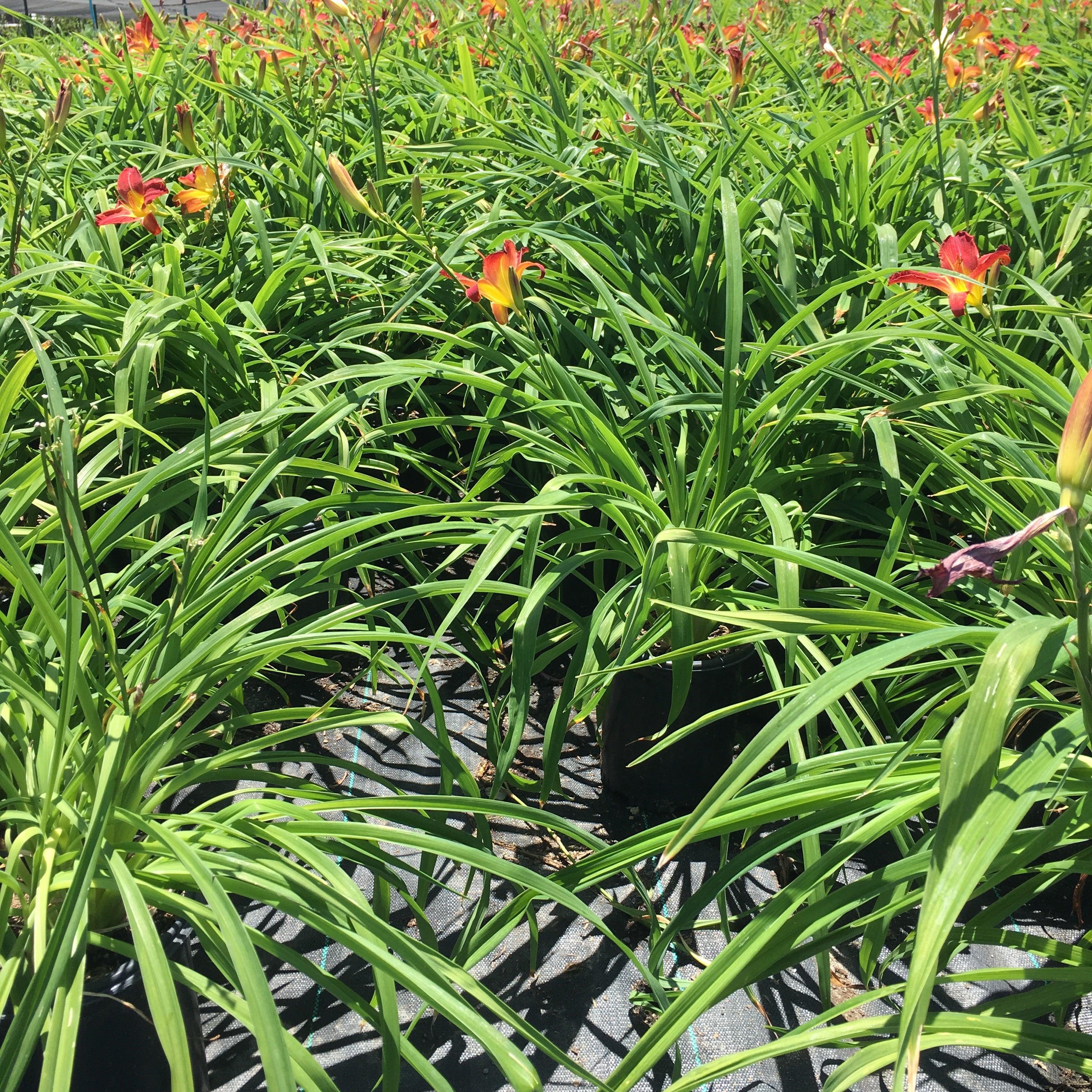 Buy Daylilys | Pulled – Yardwork