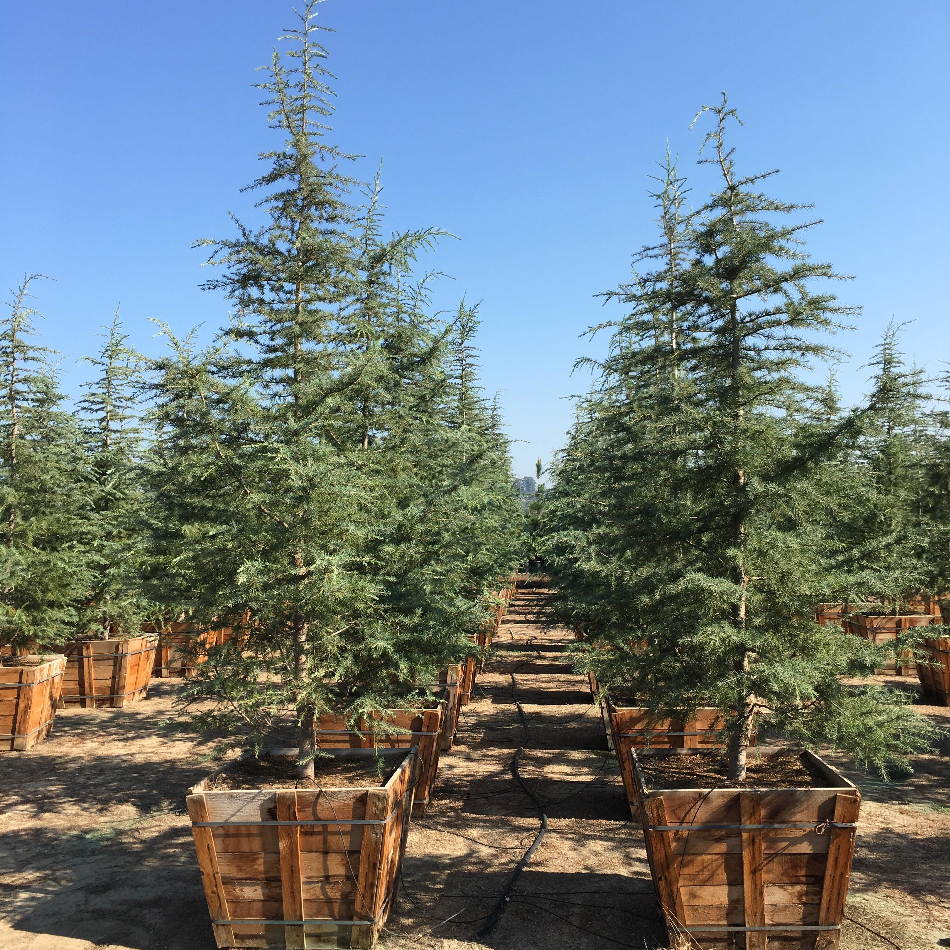 Deodar Cedar (Cedrus Deodara) – Yardwork