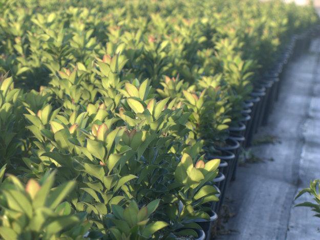 Dwarf Yeddo Hawthorn (Rhaphiolepis Umbellata ‘Minor’) – Yardwork