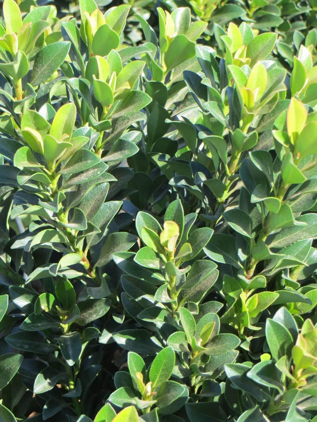 Dwarf Yeddo Hawthorn (Rhaphiolepis Umbellata ‘Minor’) – Yardwork