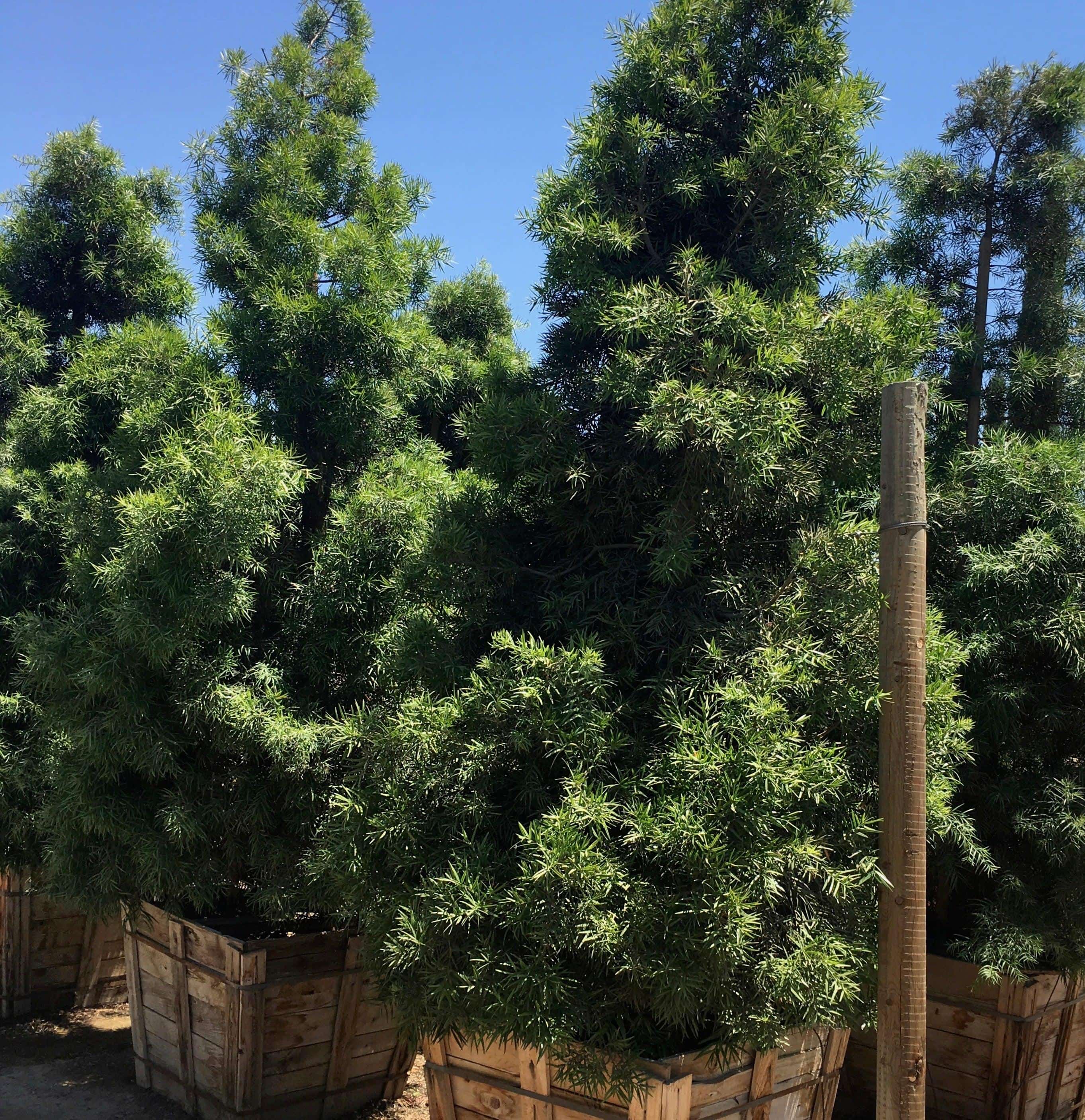 Fern Pine Hedge (Podocarpus Gracilior) – Yardwork