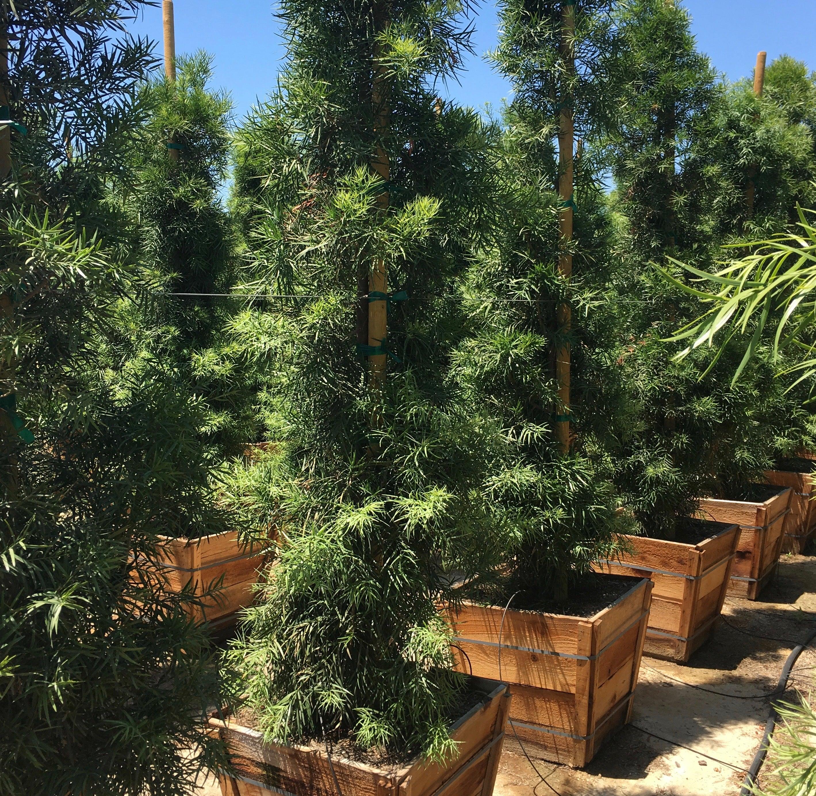 Evergreen Trees for Sale | Buy Privacy Evergreen Trees Online – Yardwork