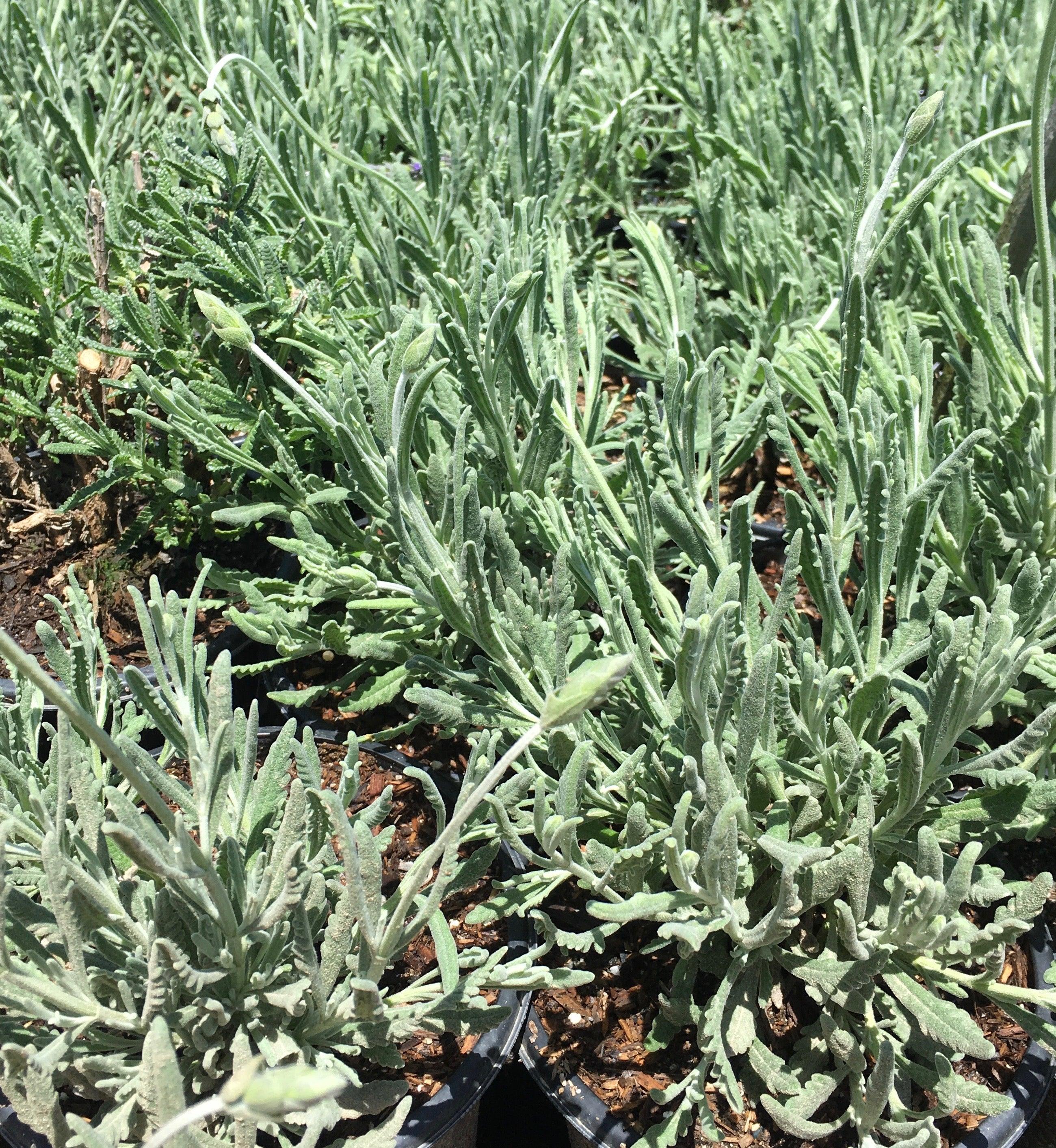 Goodwin Creek Lavender (Lavandula Dentata ‘Goodwin Creek Grey’) – Yardwork