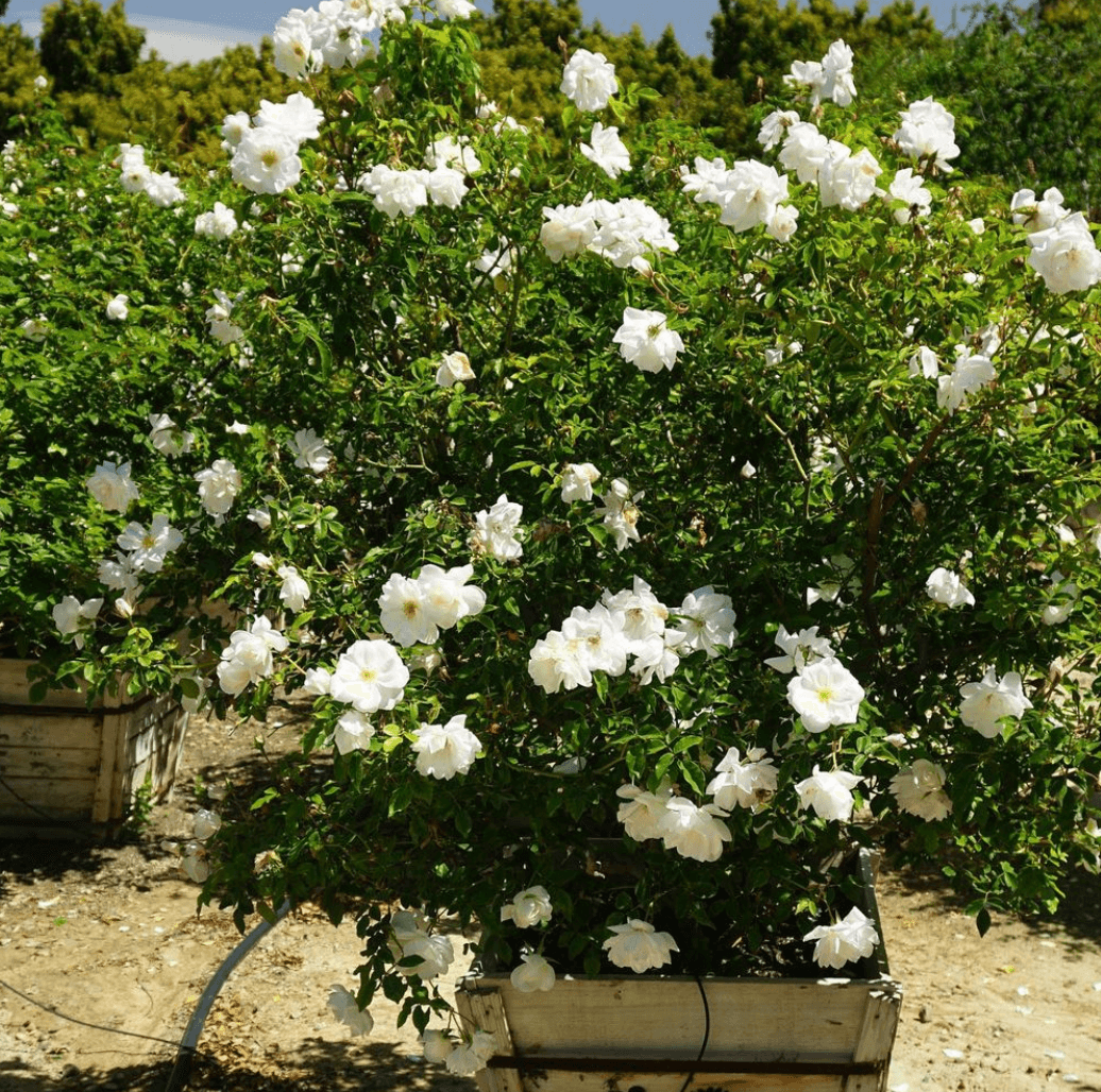 Iceberg Shrub Rose – Yardwork