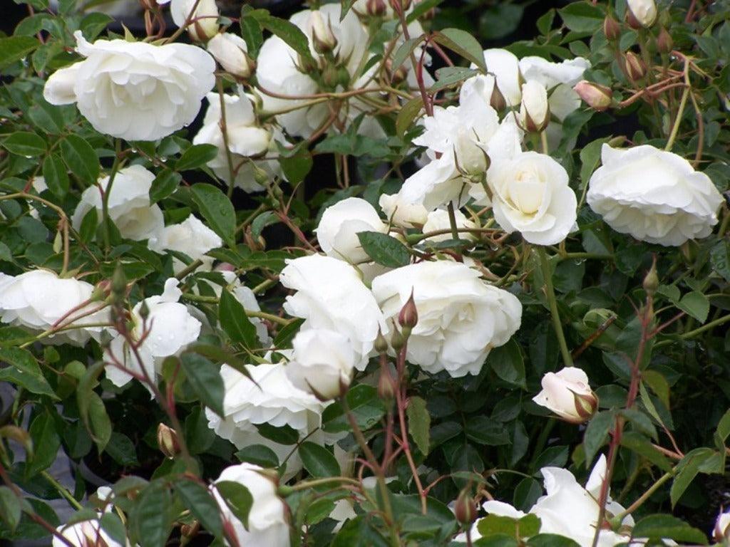 Iceberg Shrub Rose – Yardwork