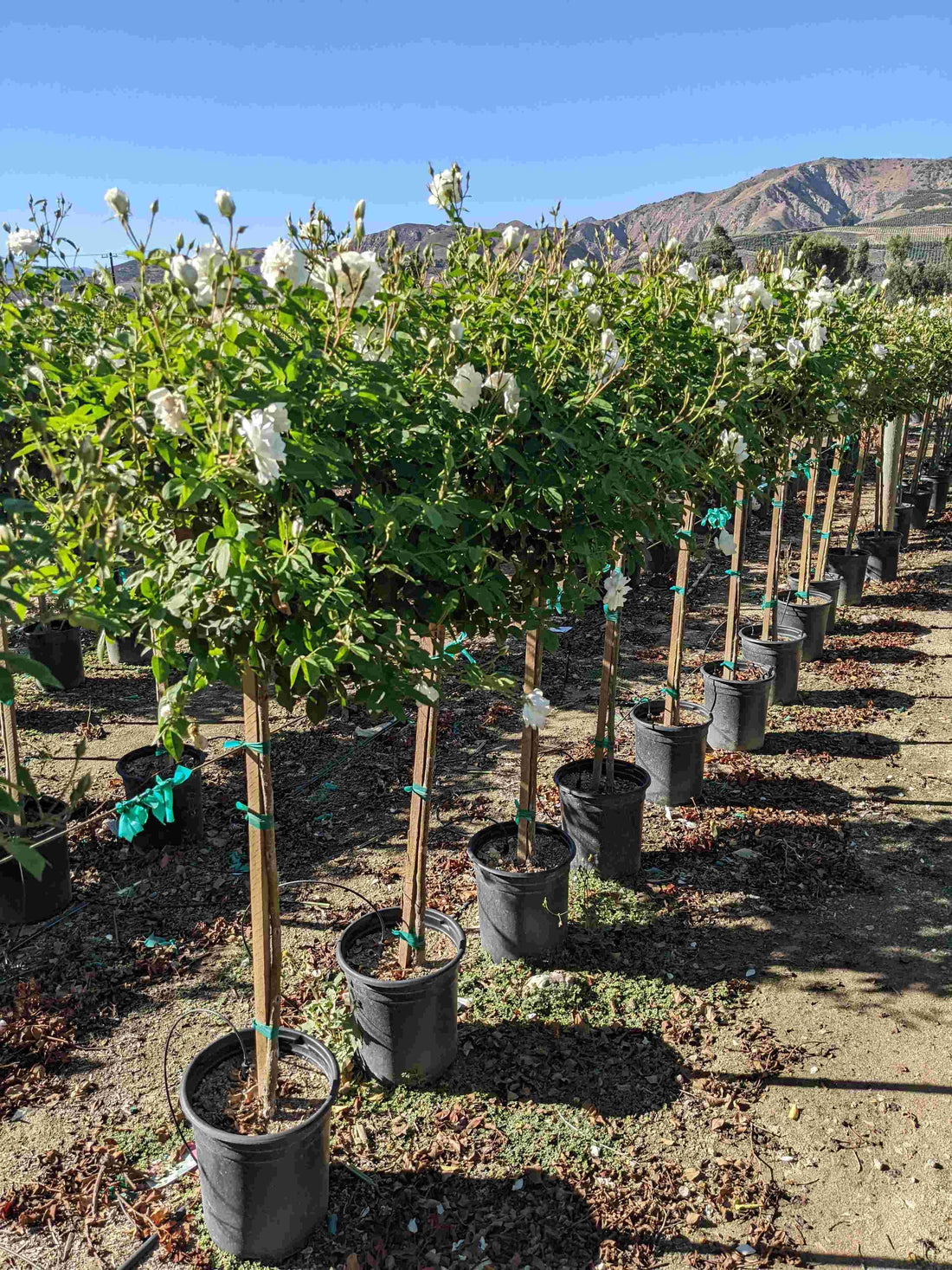 Mature Avocado Tree for Sale | Buy a Mature Avocado Tree – Yardwork