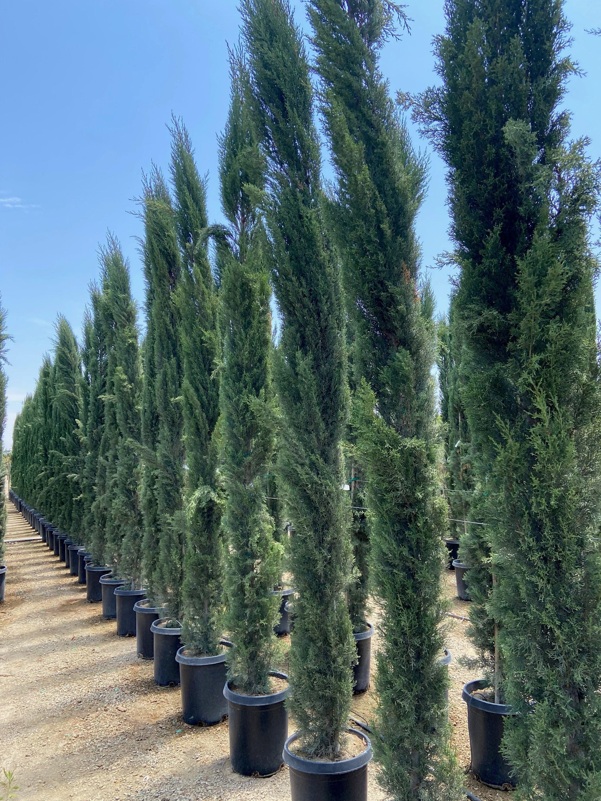 Evergreen Trees for Sale | Buy Privacy Evergreen Trees Online – Yardwork