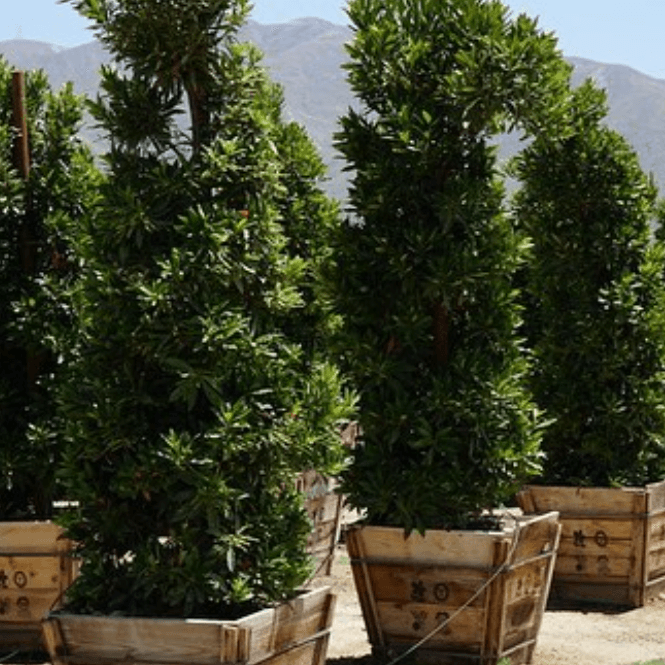 Japanese Blueberry Tree for Sale | Japanese Blueberry Hedge ...