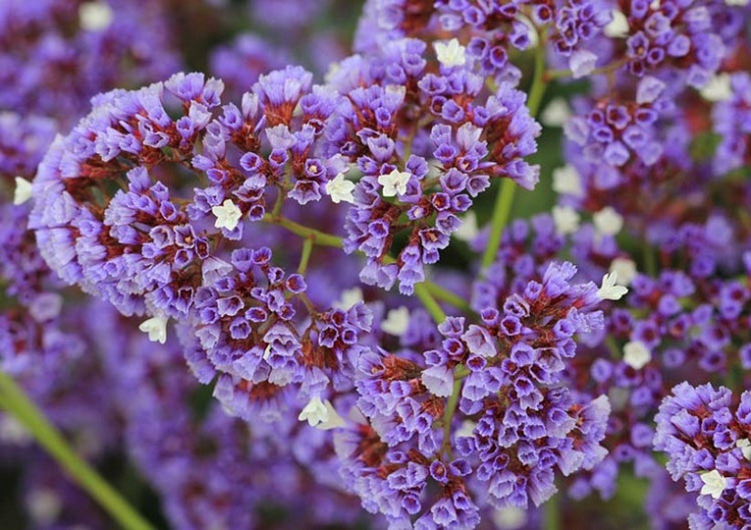 Limonium Perezii (Statice) – Yardwork