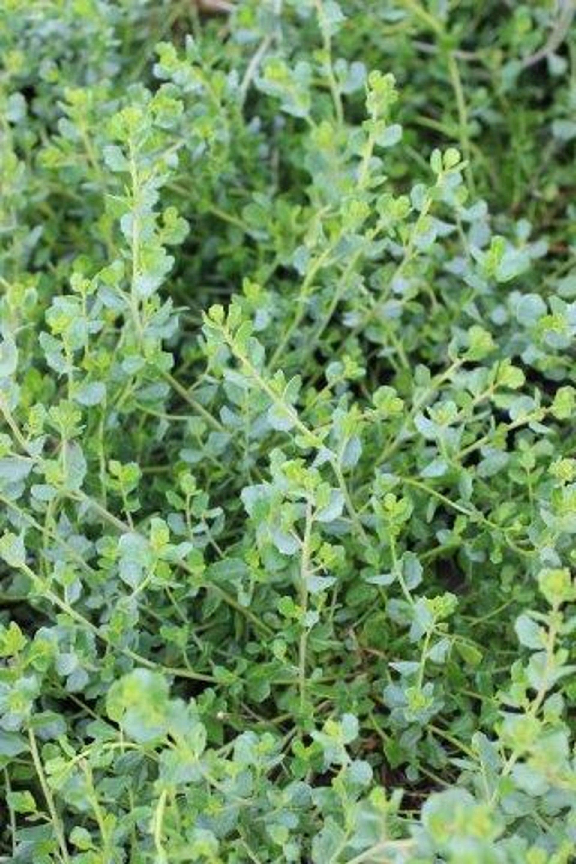 Pigeon Point Dwarf Coyote Brush (Baccharis pilularis 'Pigeon Point ...