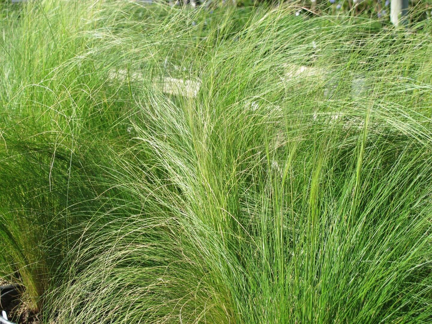 Buy Mexican Feather Grass (Nassella Tenuissima Stipa) | Pulled – Yardwork