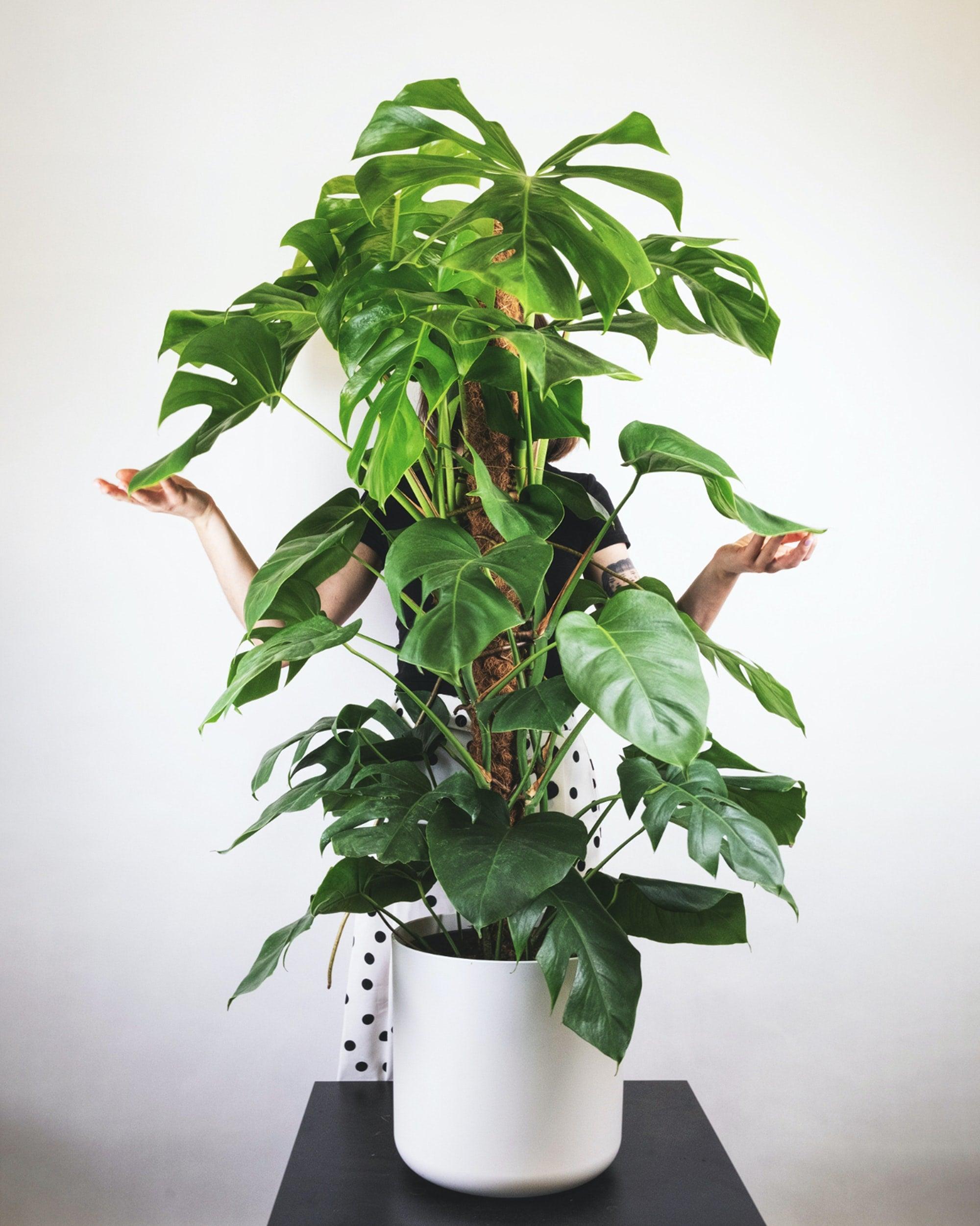 Monstera – Yardwork