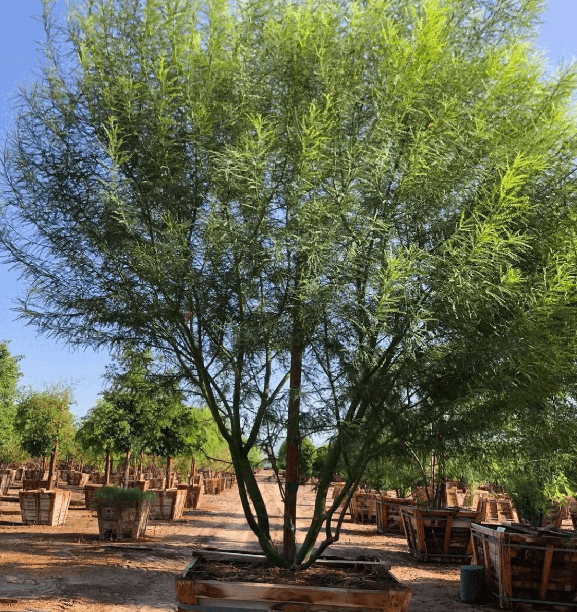 Desert Museum Palo Verde Tree for Sale | Cercidium hybrid Parkinsonia ...