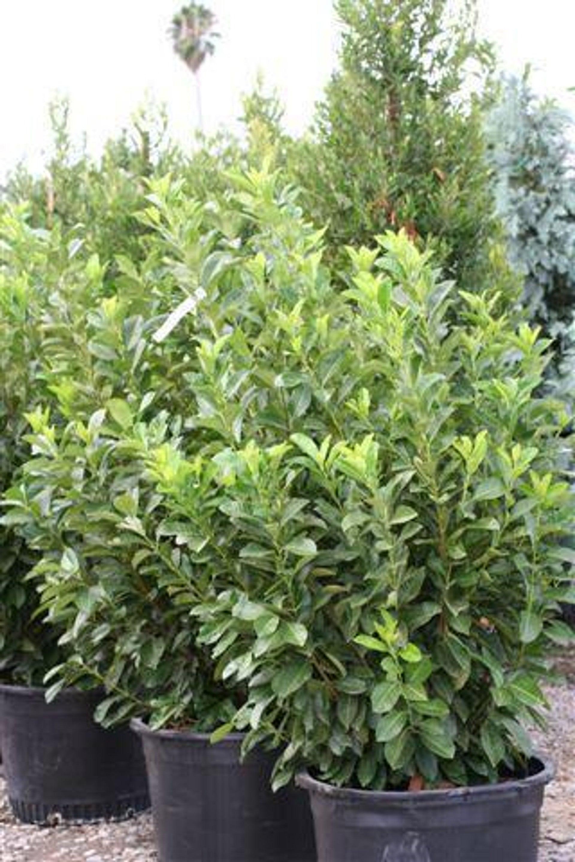 English Laurel - Prunus Laurocerasus – Yardwork