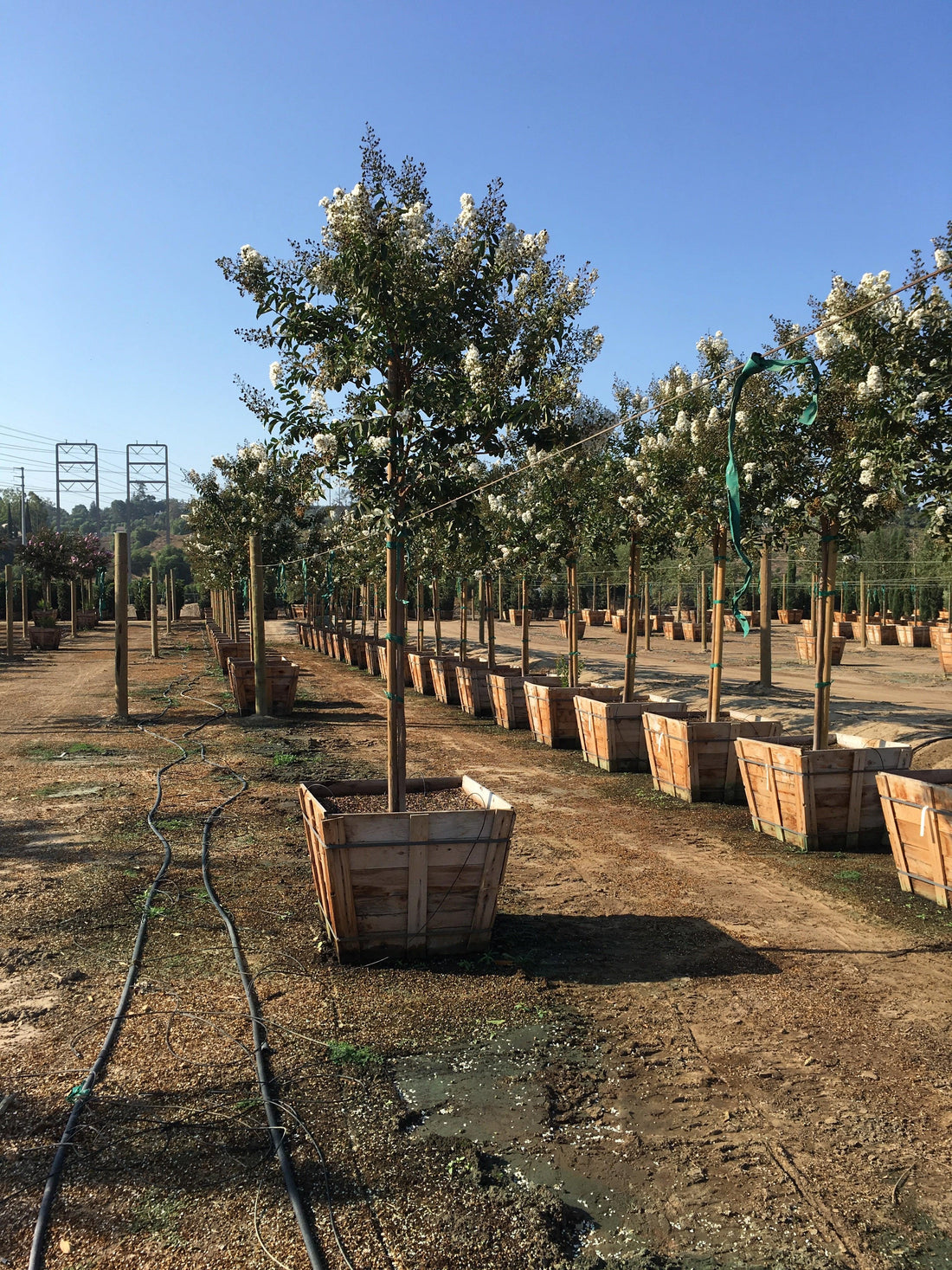 Thornless South American Mesquite - Prosopis hybrid ‘Phoenix’ – Yardwork